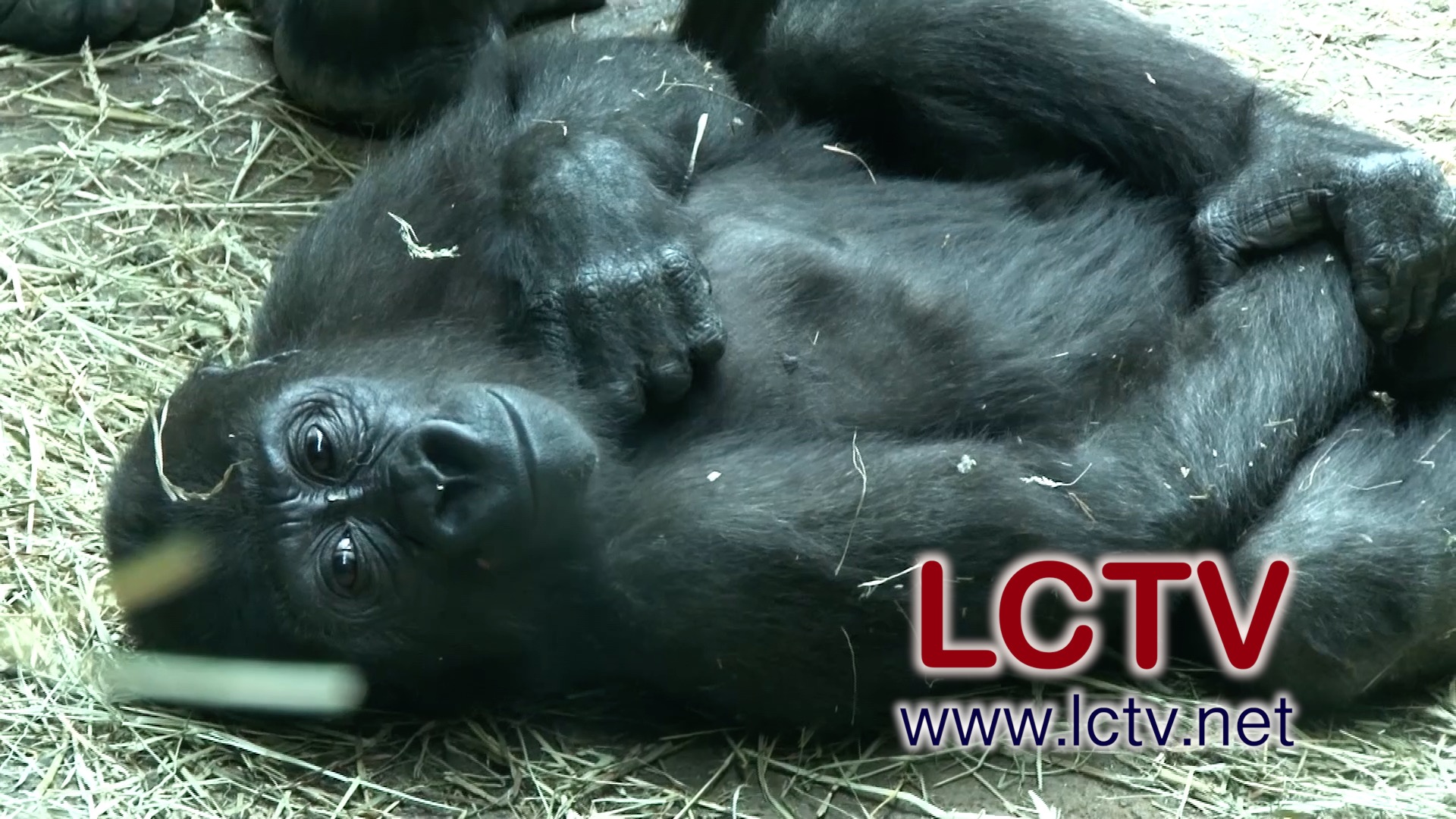 Lockport Community Television | Lockport Community Television